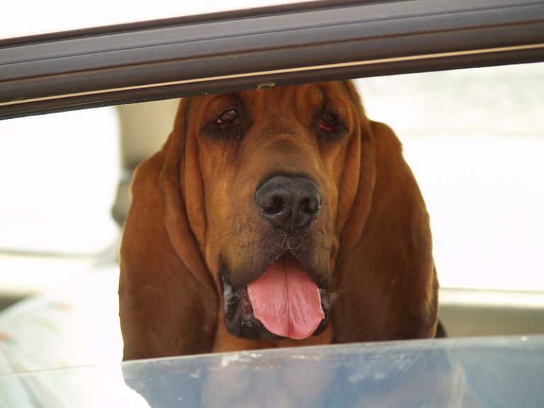 What Are The Signs Of Heat Exhaustion In Dogs Hunters Lodge